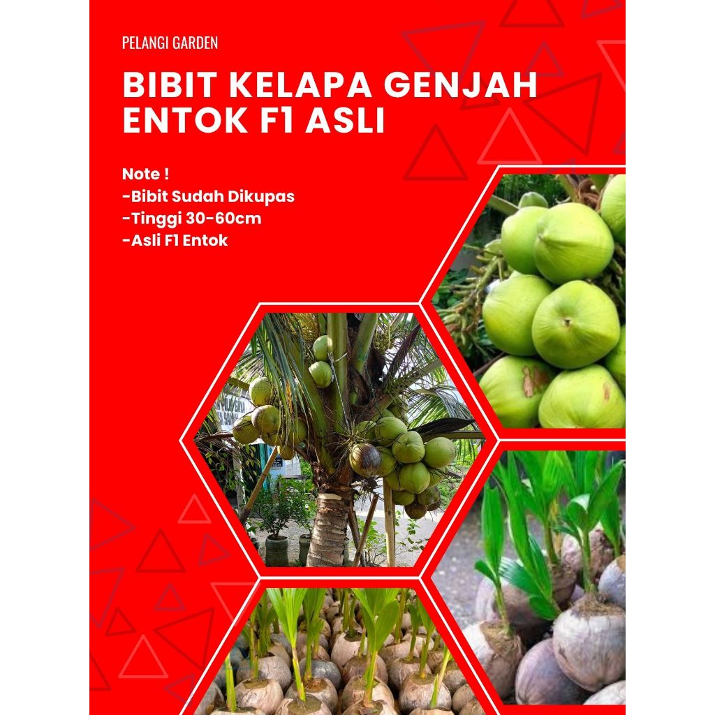 Jual LANGSUNG DARI INDUKAN !! Bibit Buah Kelapa Genjah Entok ...