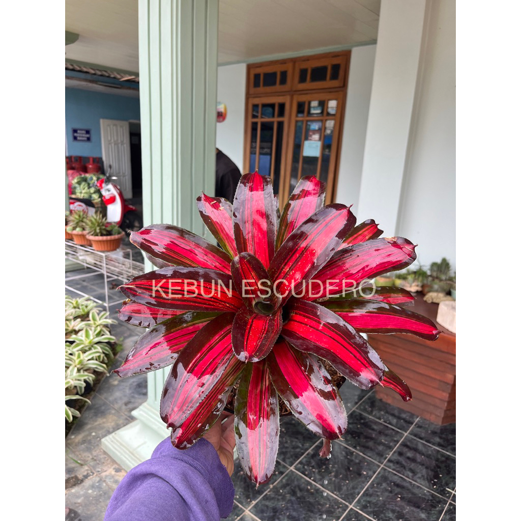Jual Bromelia Kahala Dawn Besar - Tanaman Hias Bromelia Kahala Dawn ...