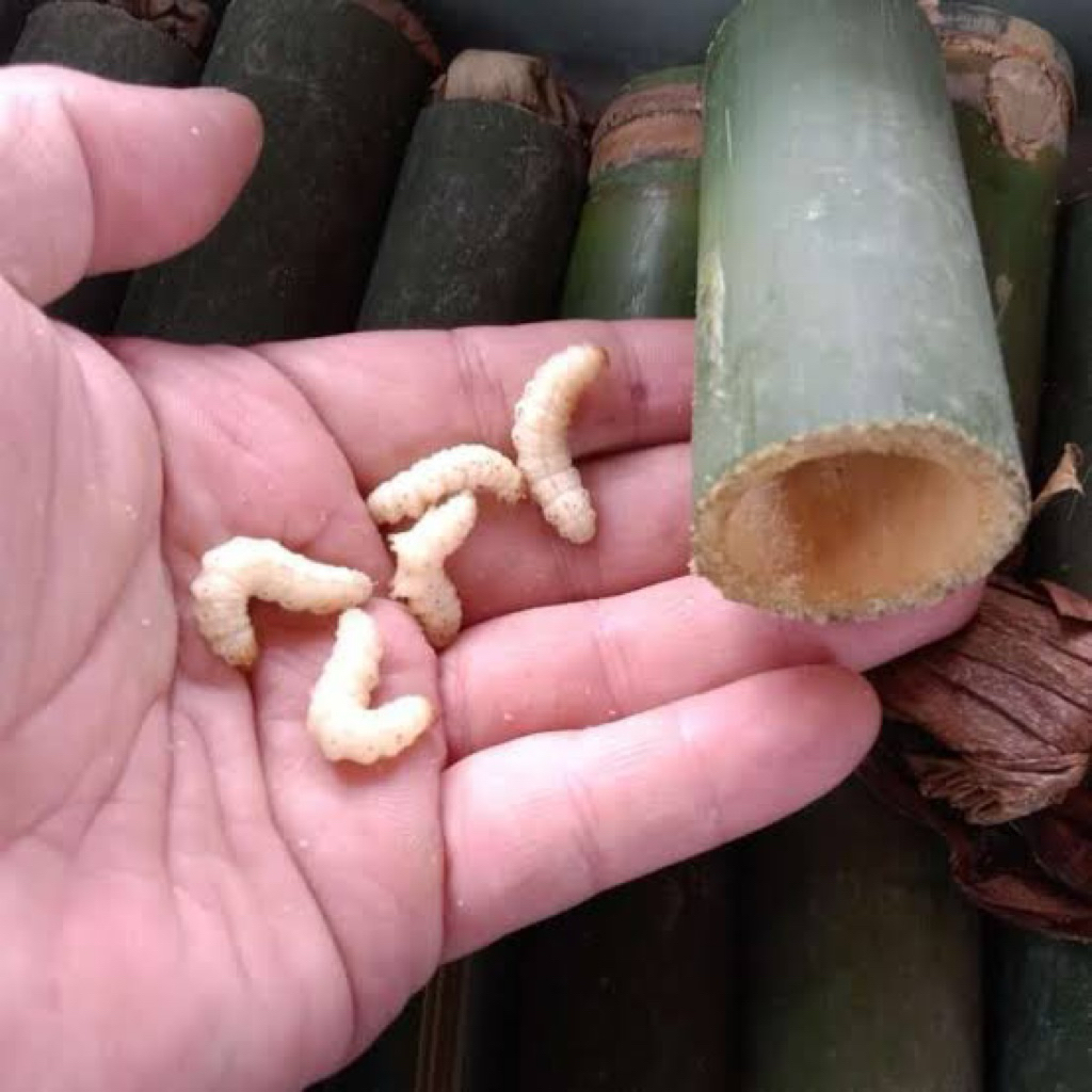 Jual UMPAN CANGKILUNG ATAU ULAT BAMBU ISI 10 PCS | Shopee Indonesia