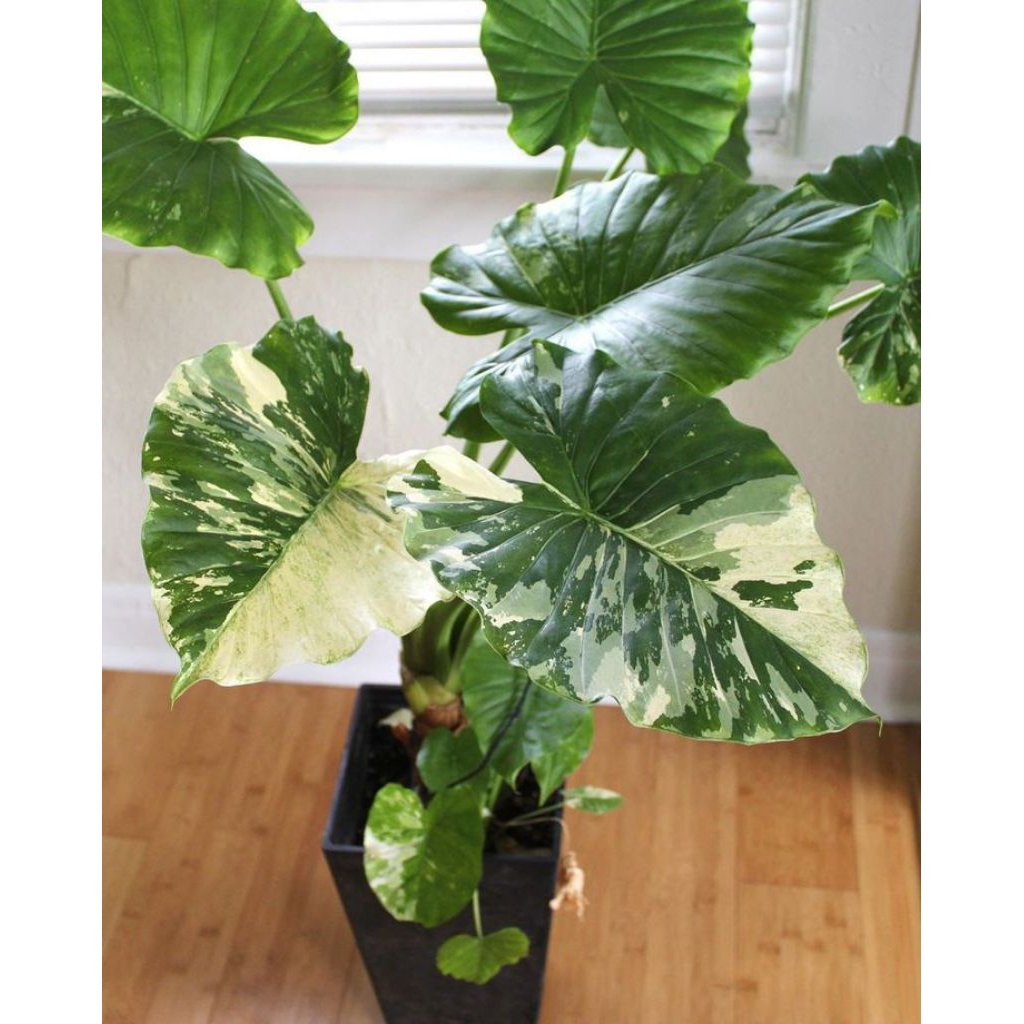Jual Sente Varigata Alocasia macrorrhizos variegata - Tanaman Hias ...