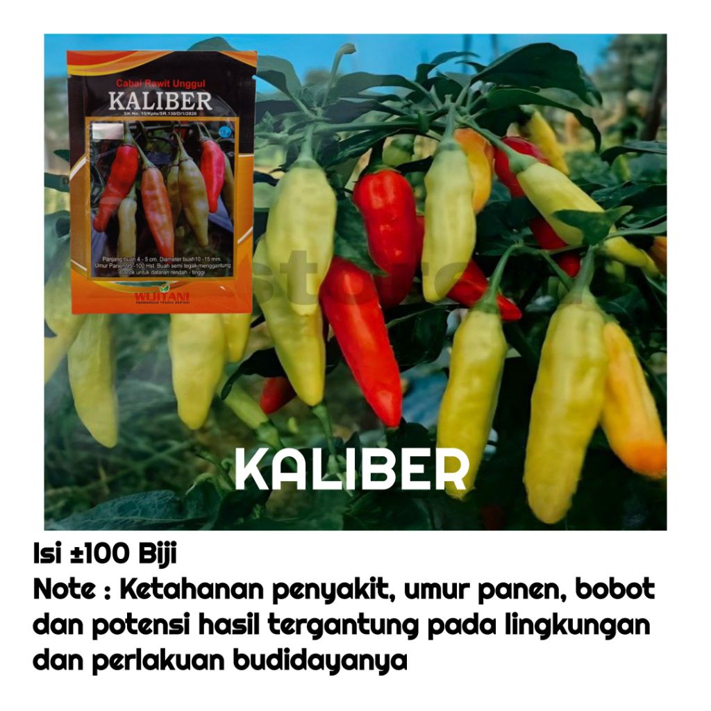 Jual 100 Biji Cabe Kaliber | Benih cabai Rawit | Cabai Rawit | Benih ...