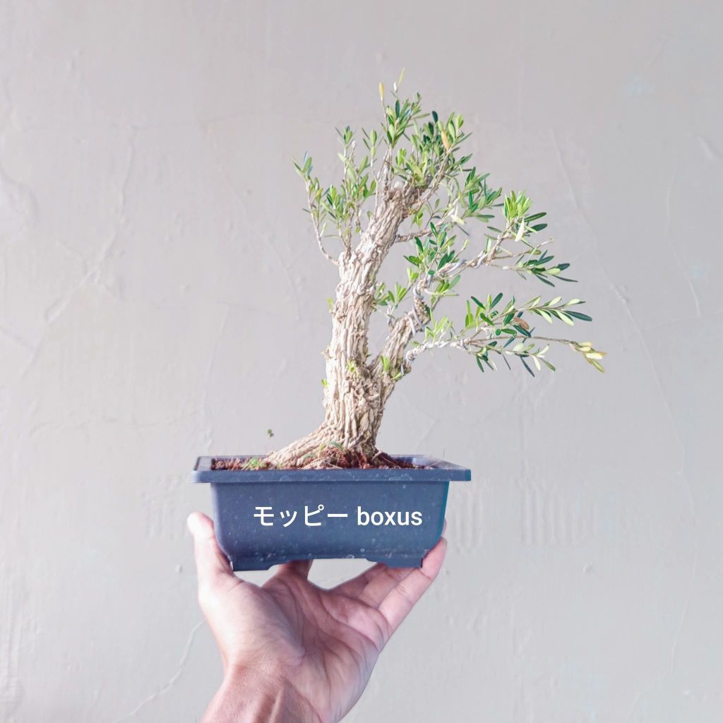 Jual BONSAI BOXUS SESUAI FOTO | Shopee Indonesia