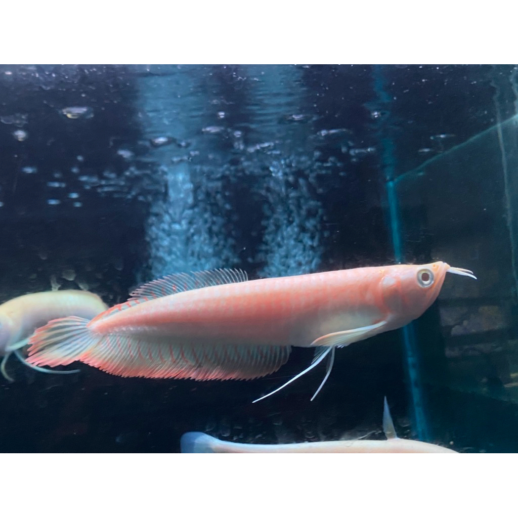 Jual Arwana Silver al bi no ukuran 17-19 cm | Shopee Indonesia