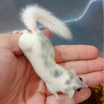 Jual African Pygmy Dormice / Tupai Micro / Micro Squirell | Shopee ...