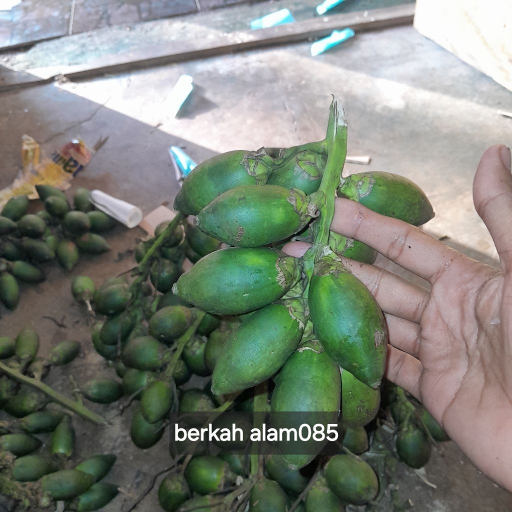 Jual buah pinang muda asli original100%1kg | Shopee Indonesia