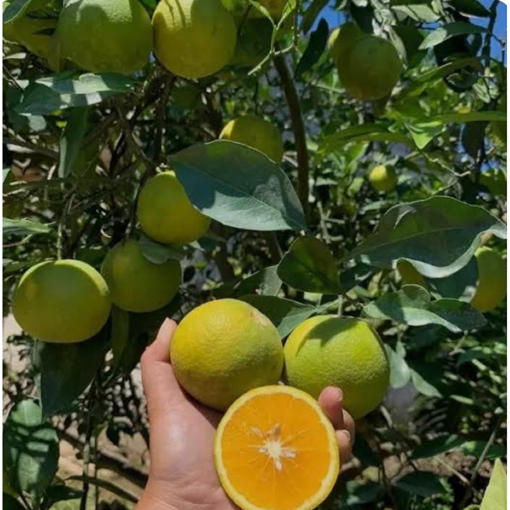 Jual Jeruk Sunkist Valencia Lokal/ jeruk potong asam / jeruk peras asam ...