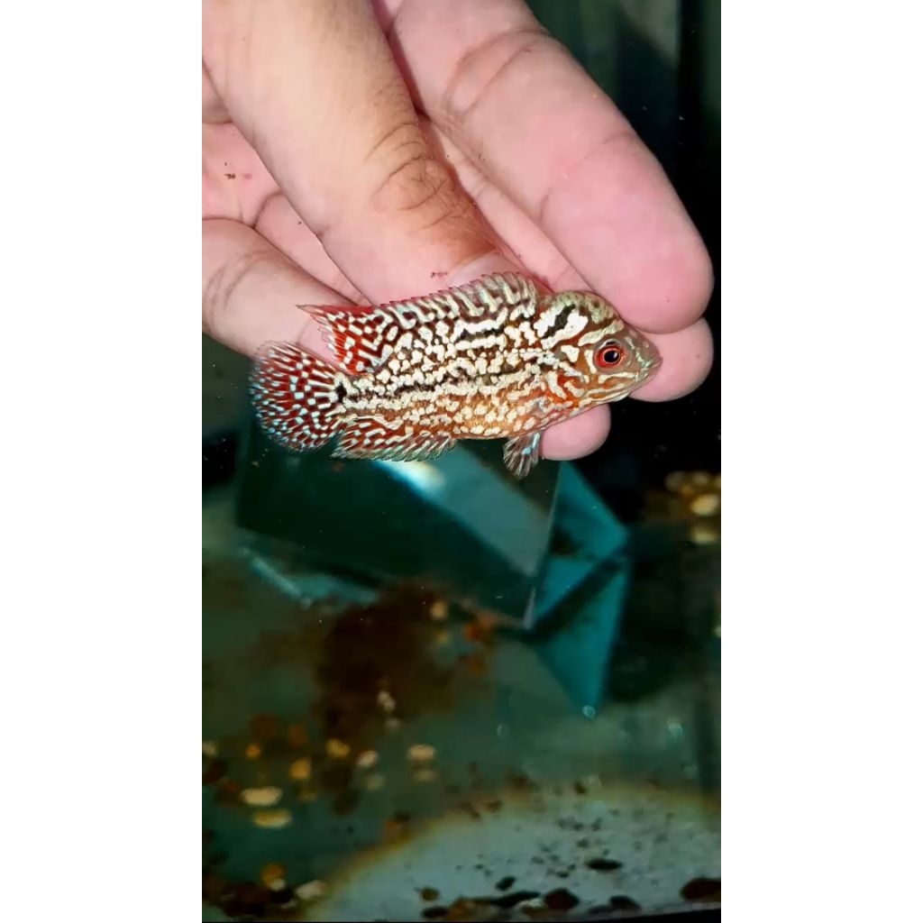 Jual Super Red Kamfa VVIP MALE import ukuran -+ 7cm, | Shopee Indonesia