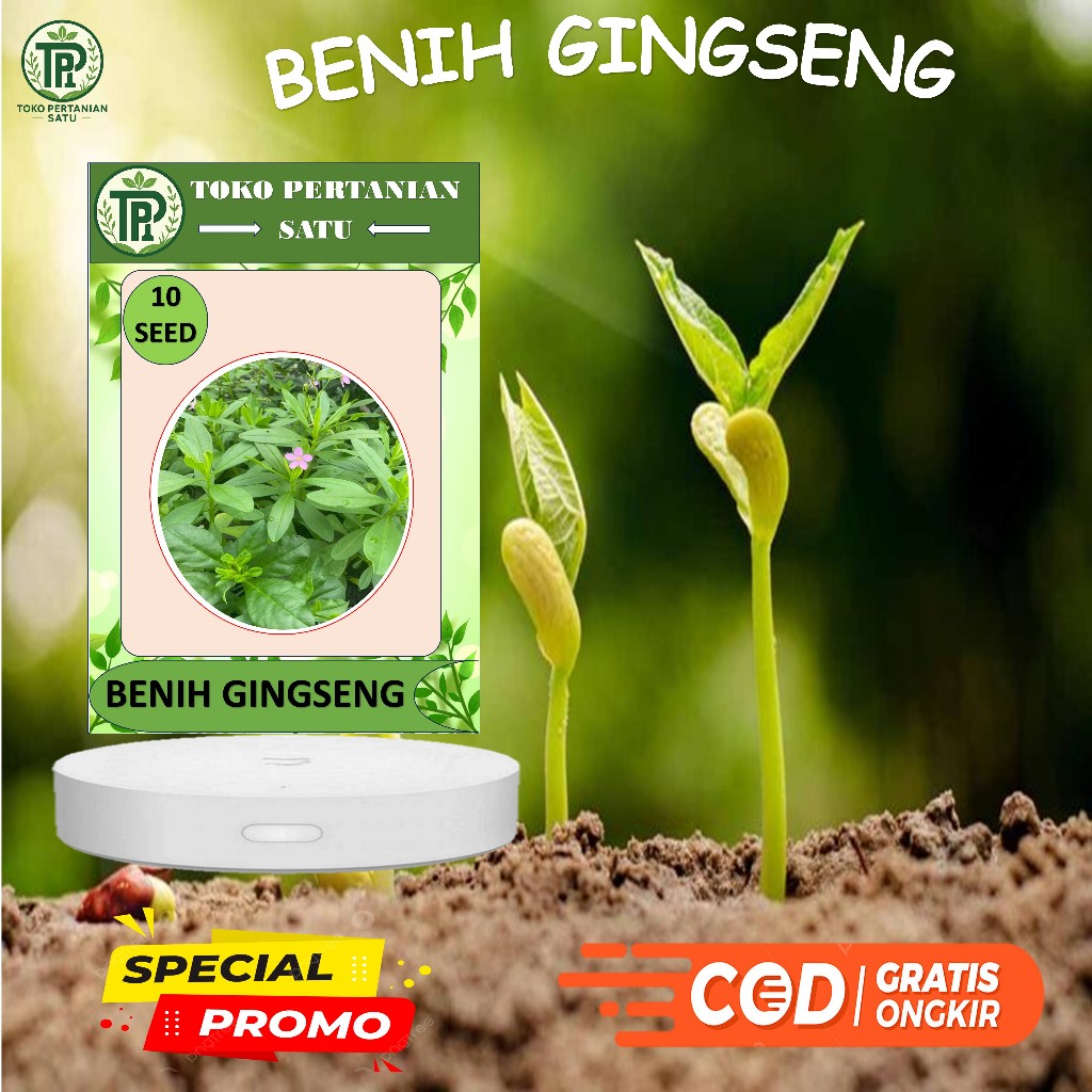 Jual 10 Benih biji gingseng jawa herbal | Shopee Indonesia
