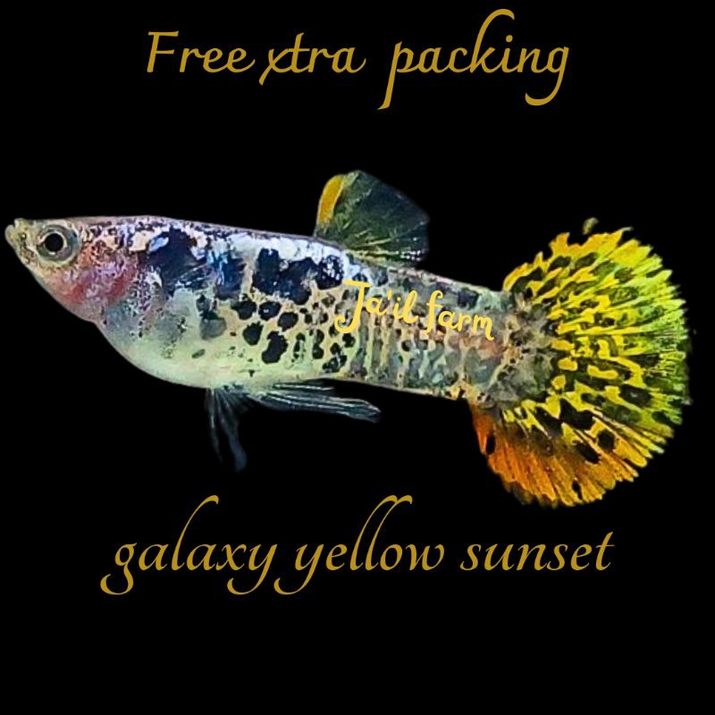 Jual BELI 5 BONUS 1 - Galaxy Yellow Sunset ROUND TAIL IKAN GUPPY HIASAN AKUARIUM AQUASCAPE ...