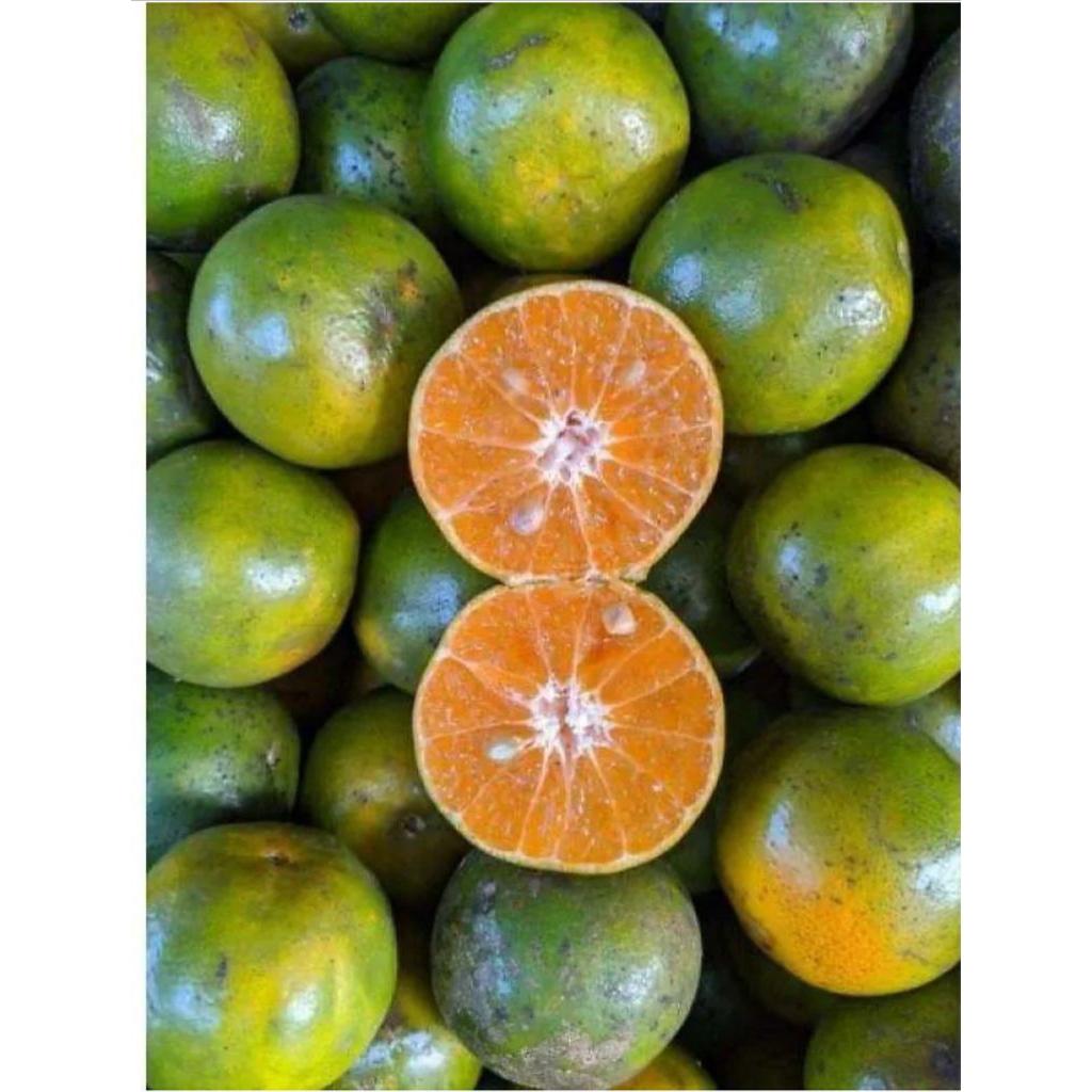 Jual Jeruk Manis Siem "JEMBER " kemasan 1000gr/ 1 KG | Shopee Indonesia