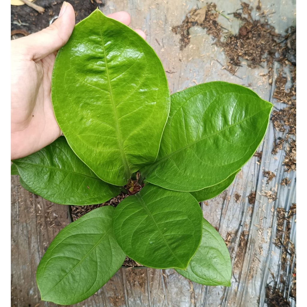 Jual Anthurium Jemani Mangkok Hybrid - Tanaman Hias Anthurium Jenmanii ...