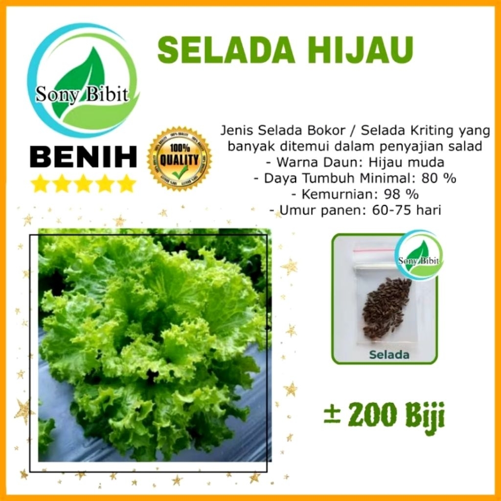 Jual 200 Benih Selada Hijau Daun Lebar Benih Ekonomis | Shopee Indonesia