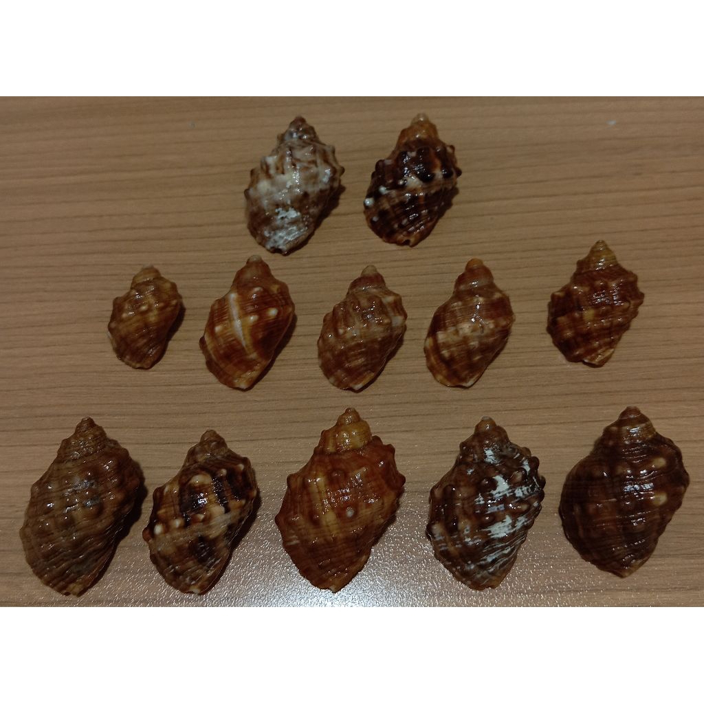 Jual cangkang kerang Stramonita Haemastoma 1 pcs | Shopee Indonesia