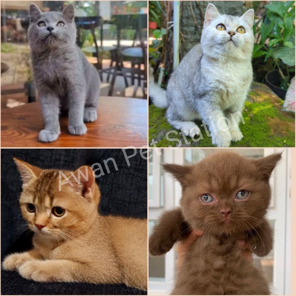 Jual FREE ONGKIR Kucing Kitten BSH BLUE GOLDEN SILVER CINNAMON British ...