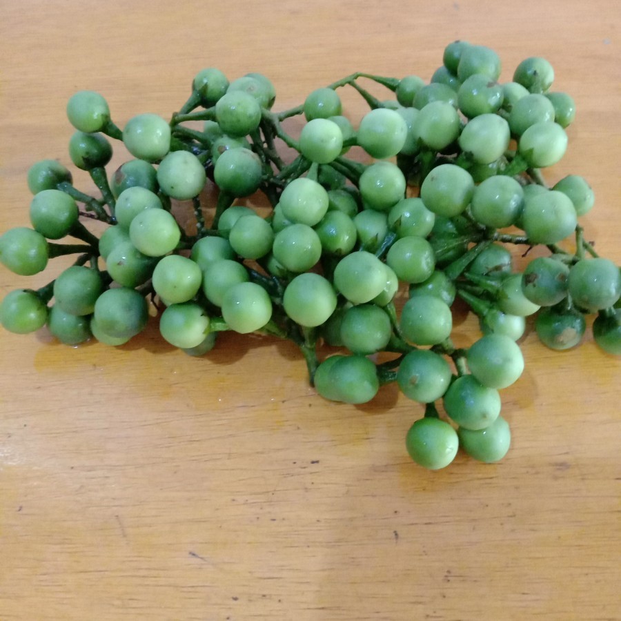 Jual Buah Cepokak Tekokak Takokak Buah Rimbang Fresh Murah | Shopee ...