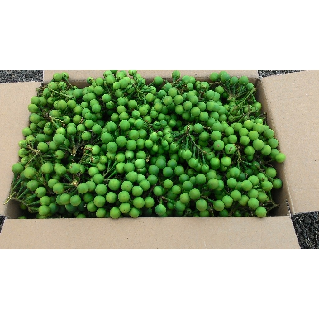 Jual Paket 300 gram buah cepokak atau tekokak Segar terbaik langsung ...