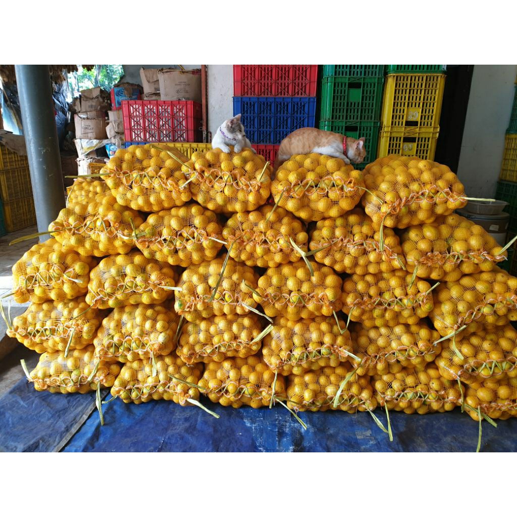 Jual LEMON CALIFORNIA GRADE ABC SUPER 10KG BY MUTIARA LEMON BERSIH ...