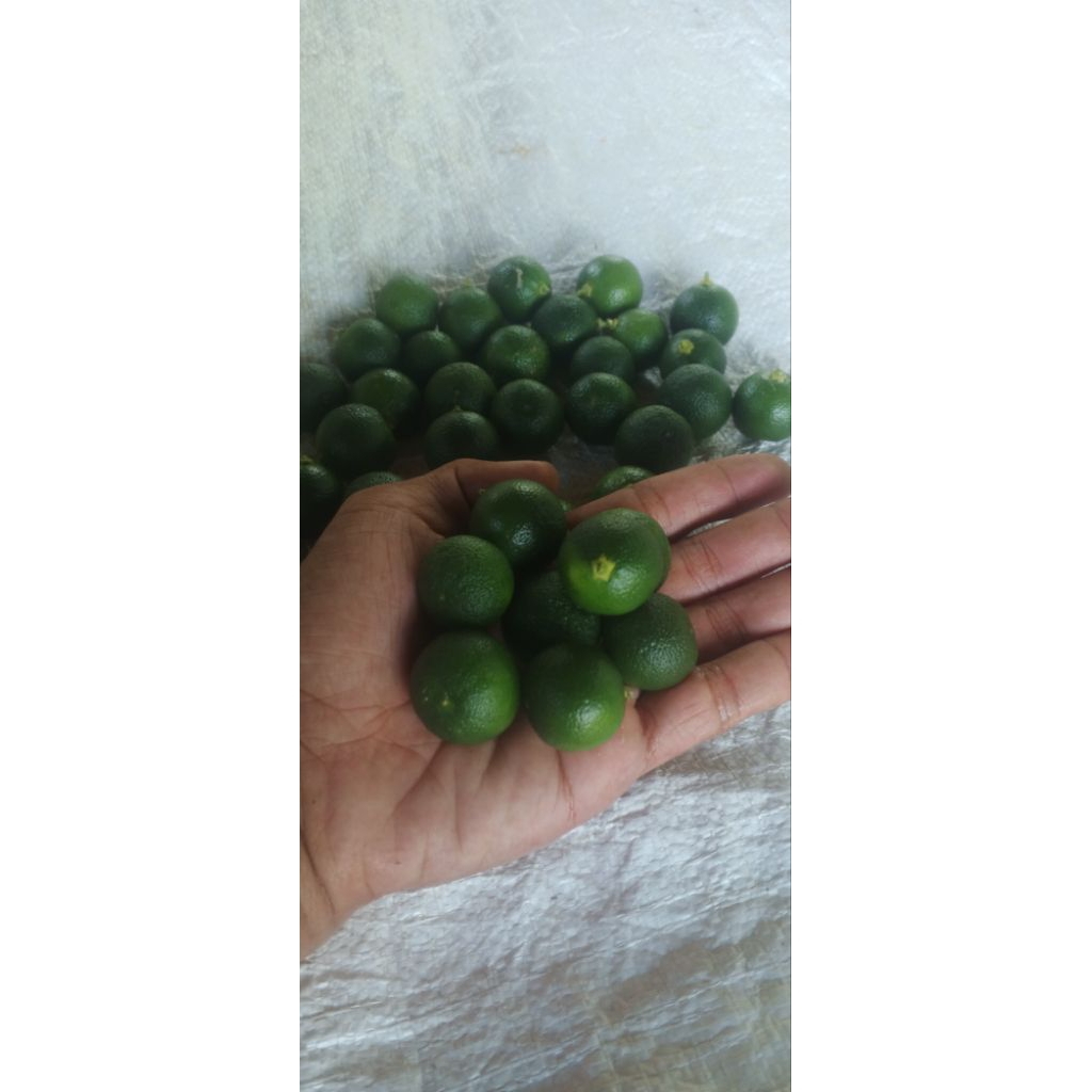 Jual Jeruk Sonkit Segar Jeruk Kunci Jeruk Kasturi Jeruk Cui Jeruk ...