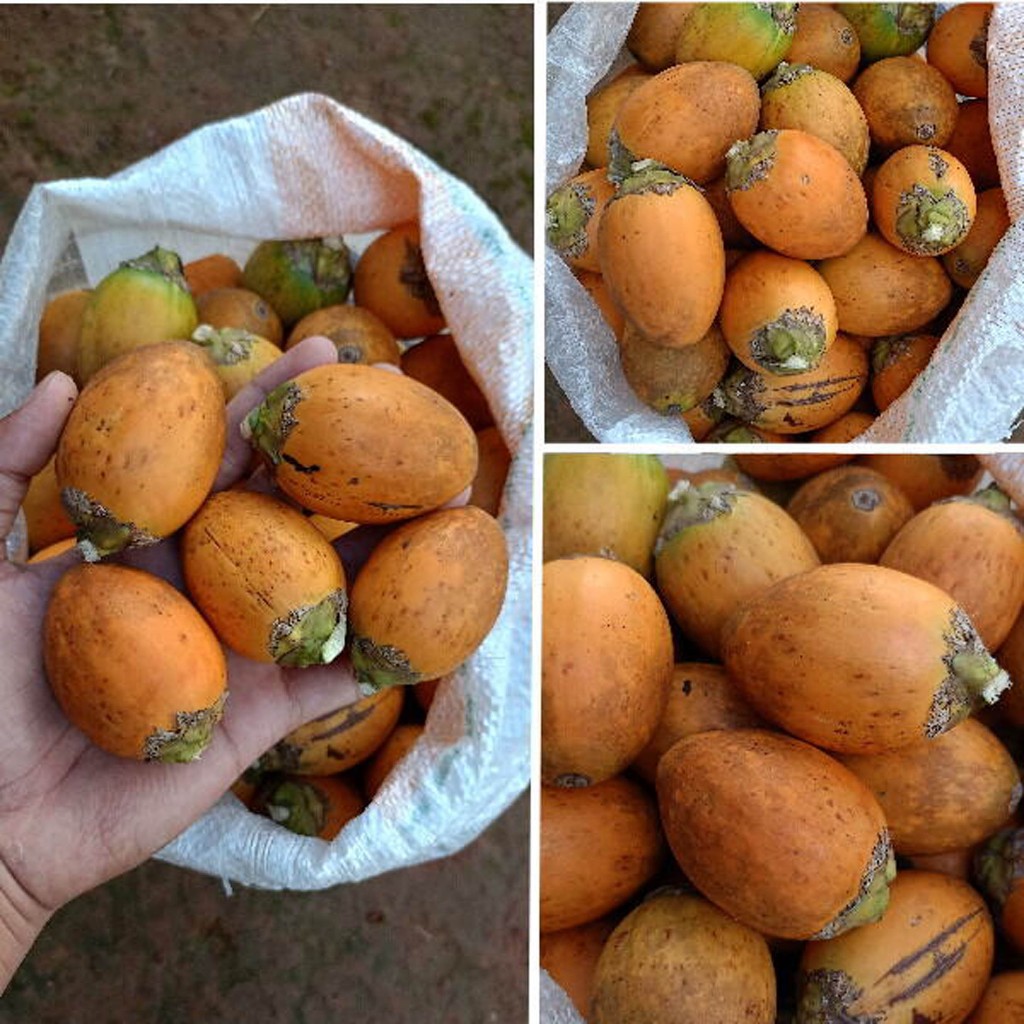 Jual PROMO !!! Pinang Tua Murah / Buah Pinang Tua Matang /1kg(herbal ...