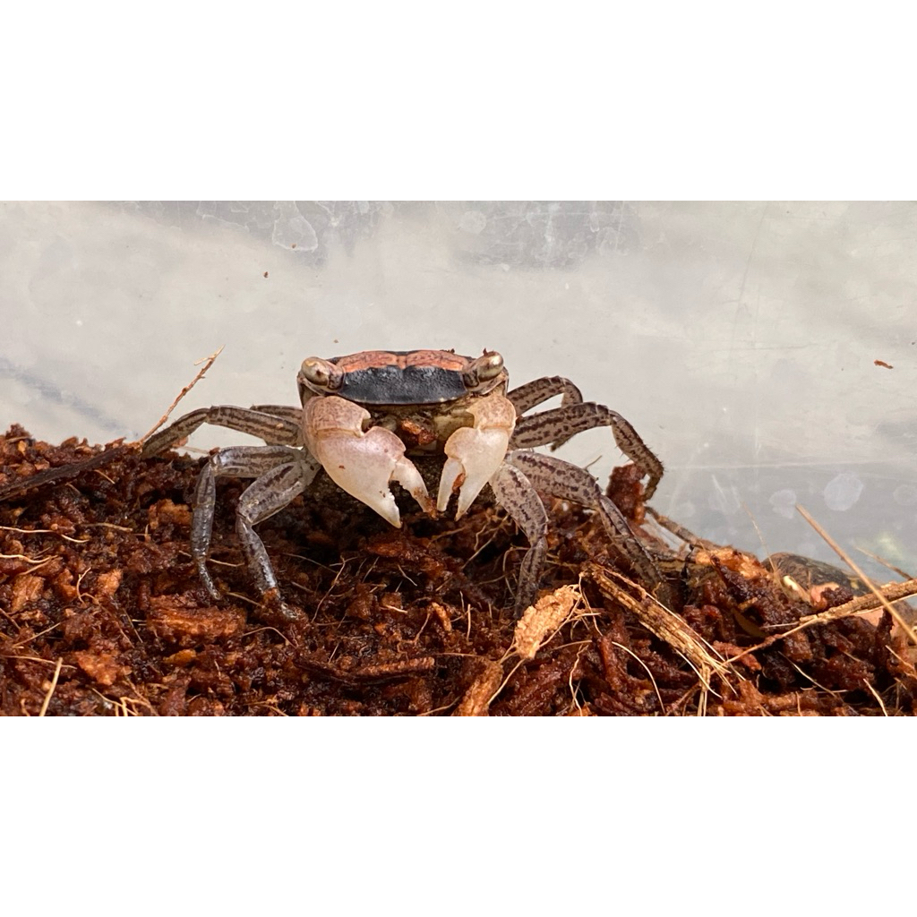 Jual kepiting hias batik Crab | Shopee Indonesia