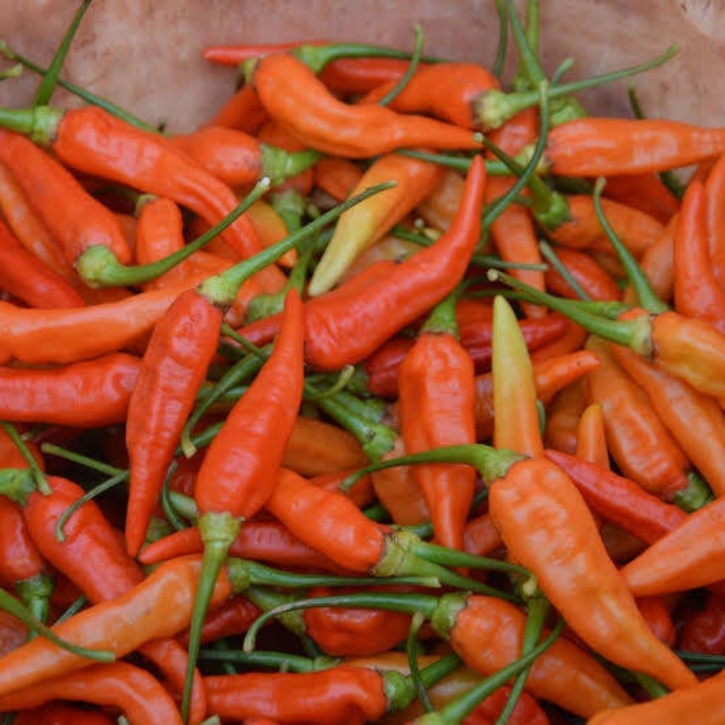 Jual ( 100 biji ) Benih cabe rawit setan | cabe rawit merah | bibit ...