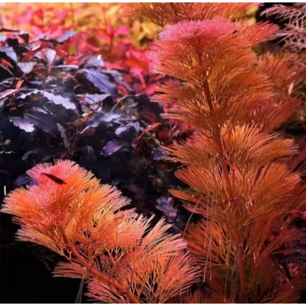Jual Cabomba purcata super red tanaman air aquascape per 10 batang ...