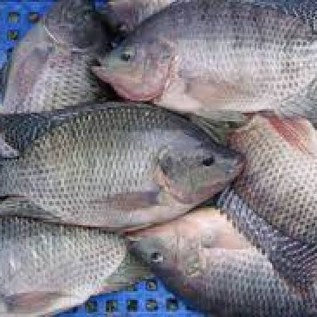 Jual Ikan Nila / Mujaer 1 kg Fresh (Ikan Segar) | Shopee Indonesia