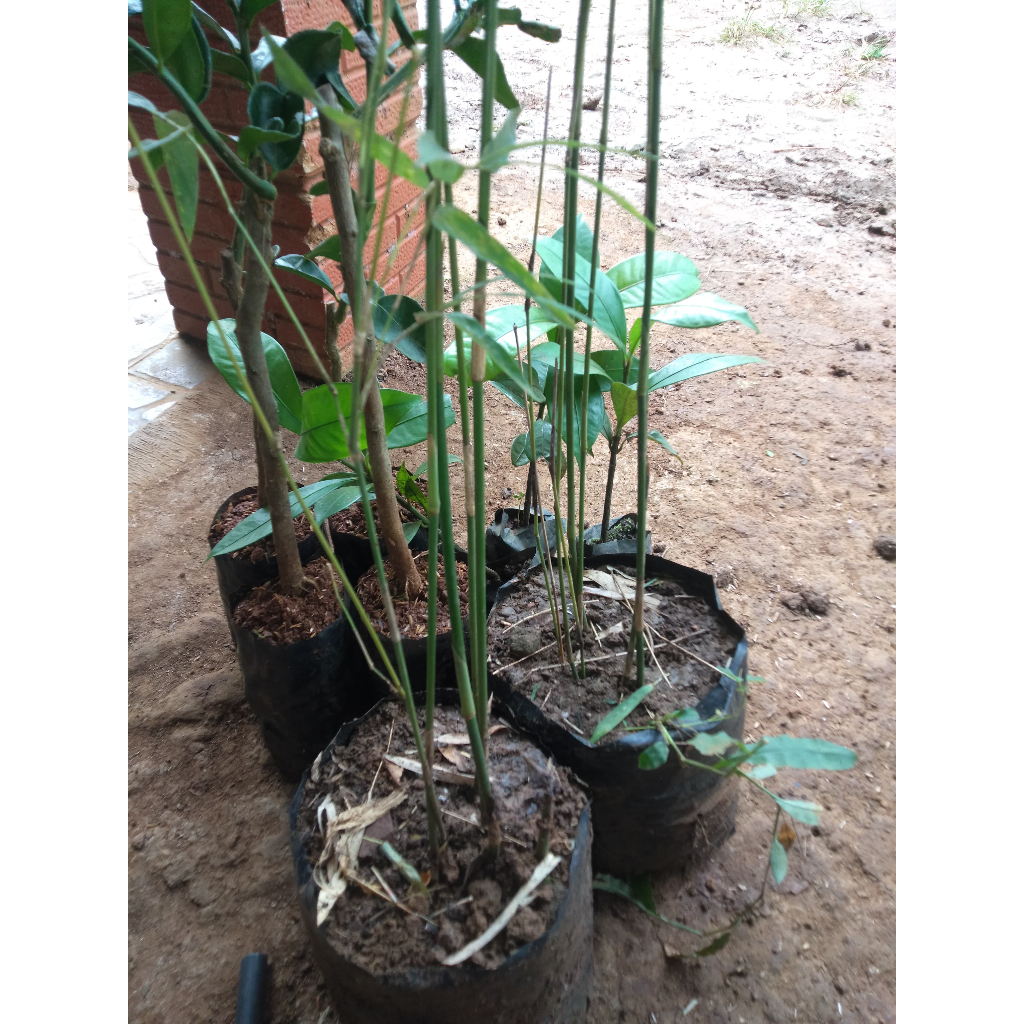 Jual Bibit Tanaman Bambu Petung | Bambu Raksasa - Harga Murah | Shopee ...