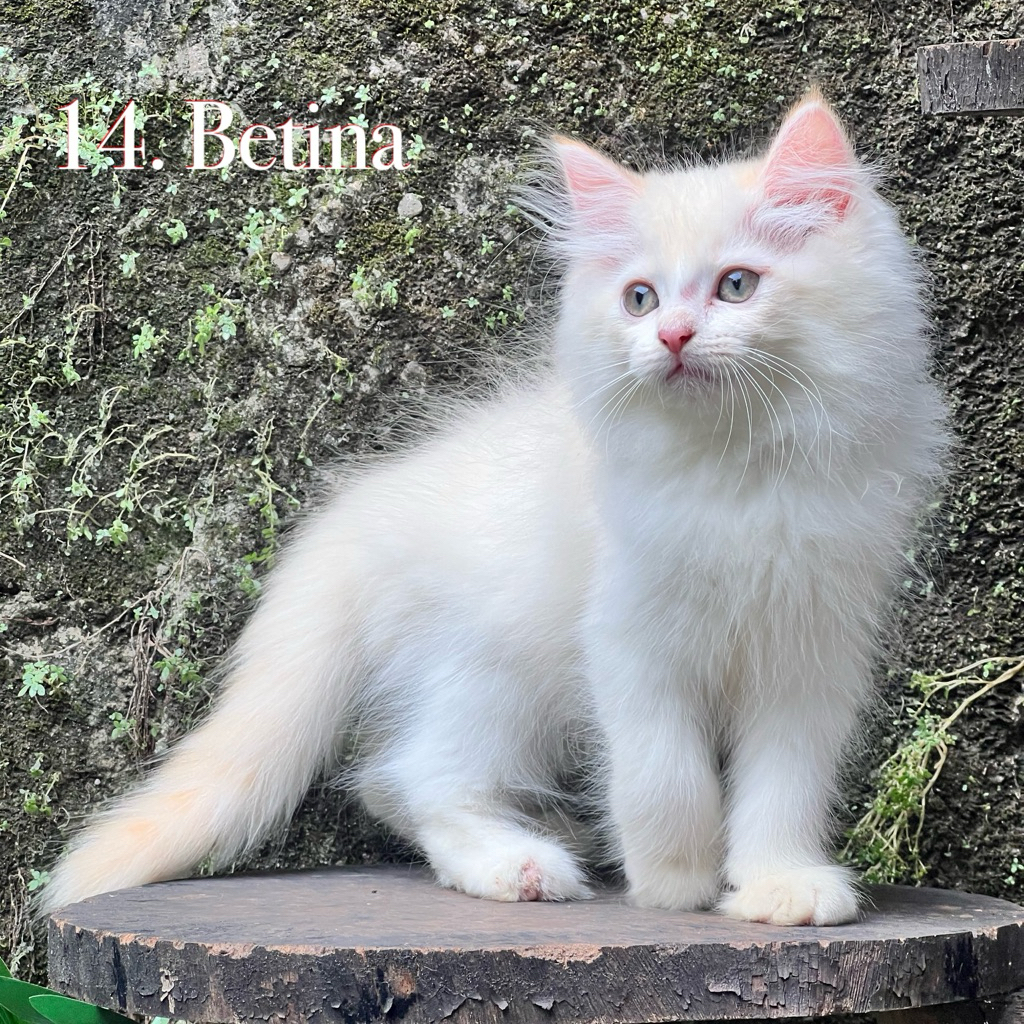 Jual Kucing munchkin NS betina | Shopee Indonesia