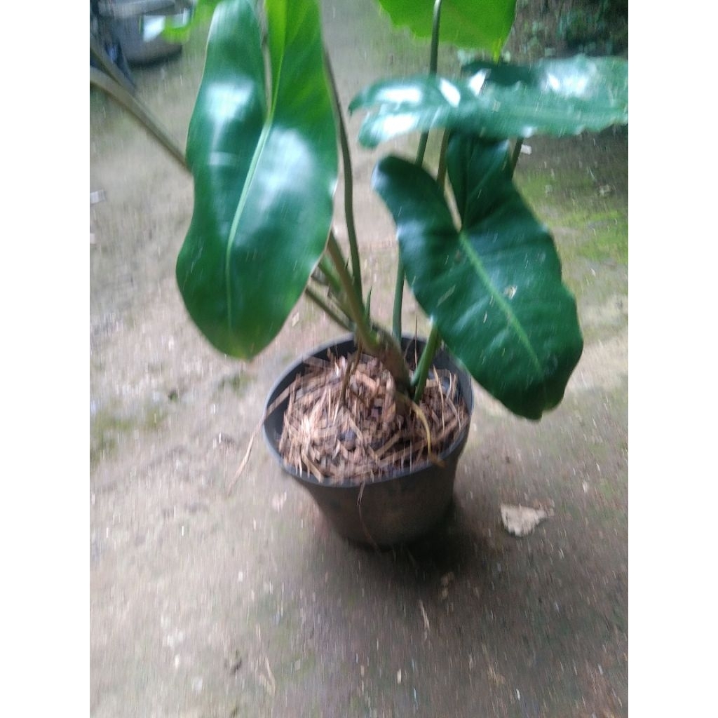 Jual tanaman has hidup pillo dendron bulemark/brekelle | Shopee Indonesia