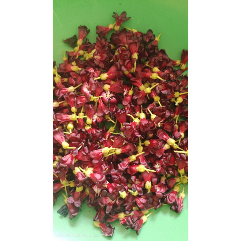 Jual bunga belimbing wuluh segar obat herbal serbaguna | Shopee Indonesia