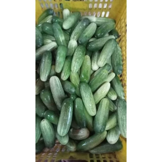 Jual Timun 1 Kg Terlengkap & Harga Terbaru Agustus 2025 | Shopee Indonesia