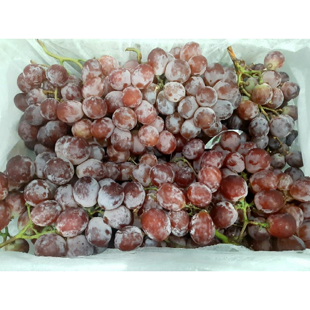 Jual Buah Anggur Merah RRC (250gr) | Shopee Indonesia