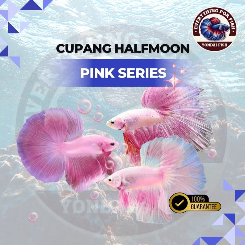 Jual [PINK SERIES] Cupang Halfmoon | PASTEL | PINK LAVENDER | BABY PINK ...