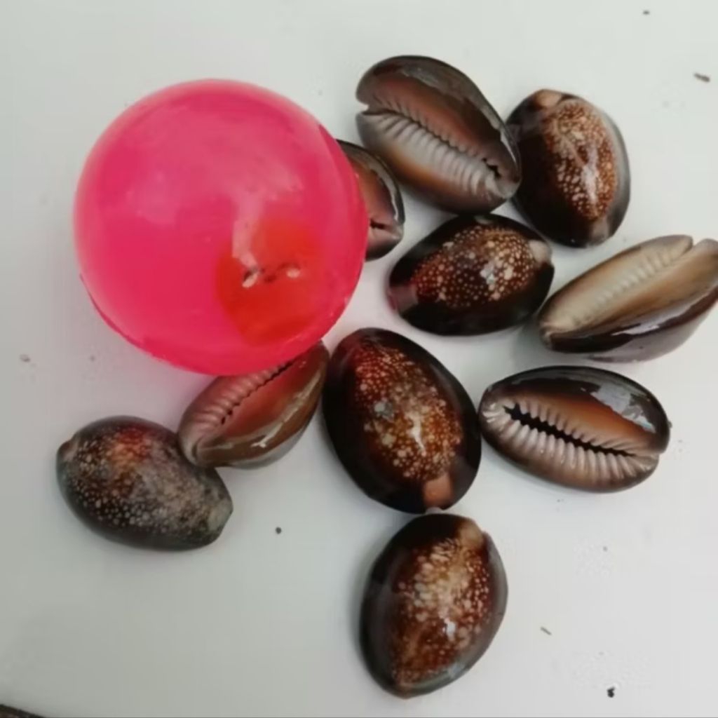 Jual Set Bola Bekel Isi 10 Biji Kerang Asli Mainan Anak Tradisional ...