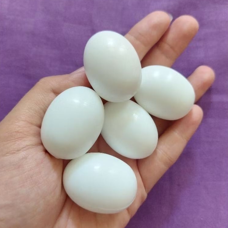 Jual Telur palsu merpati | Shopee Indonesia