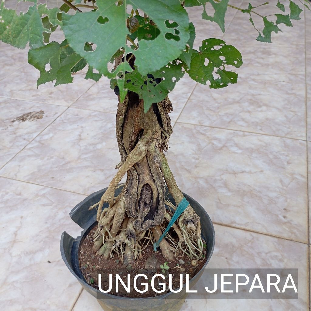 Jual BONSAI WARU RED PANAMA JUMBO | Shopee Indonesia