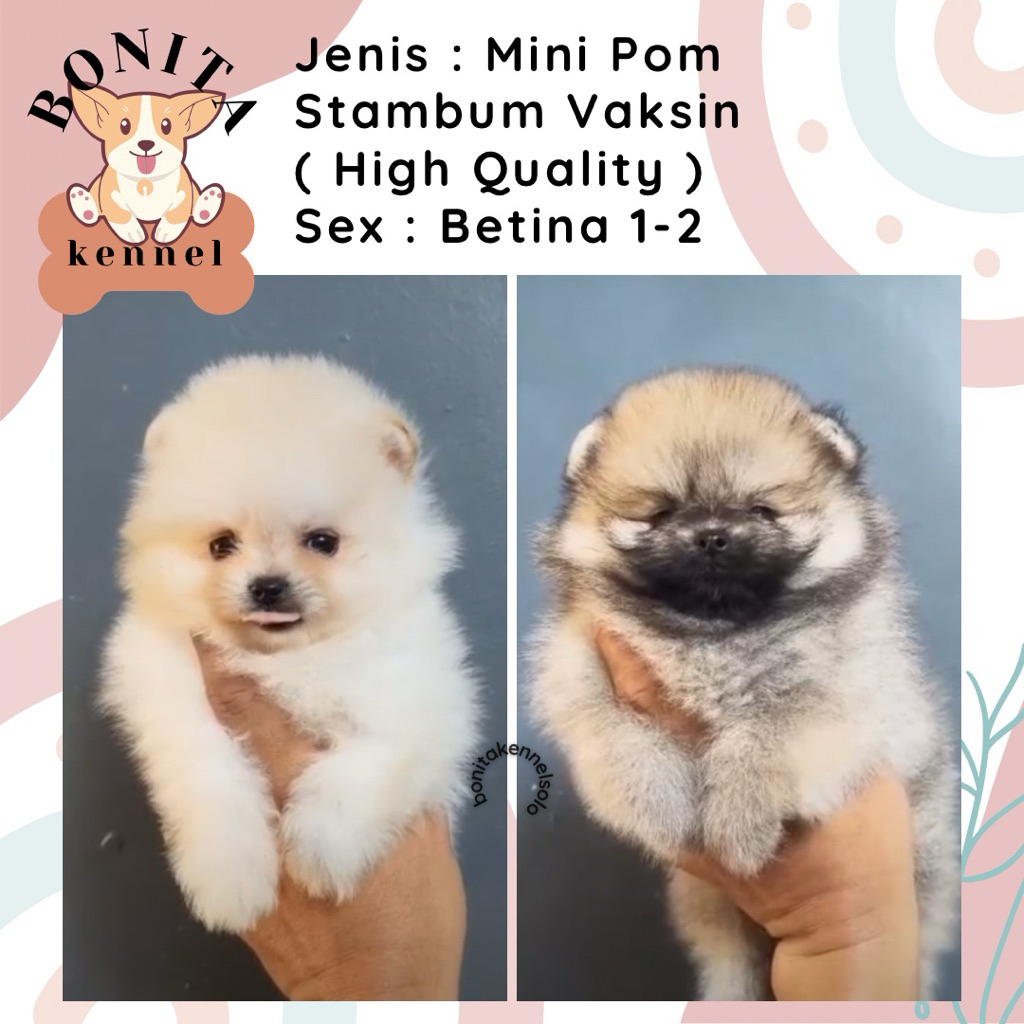 Jual Mini Pom Stambum Snow White Sable Particolor Jantan Anak Anjing ...