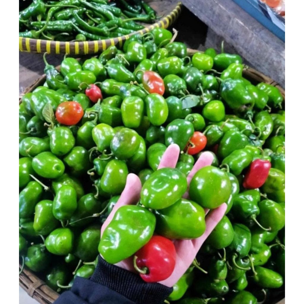 Jual cabe gendot fresh netto 500 GR dan 1000gr | Shopee Indonesia