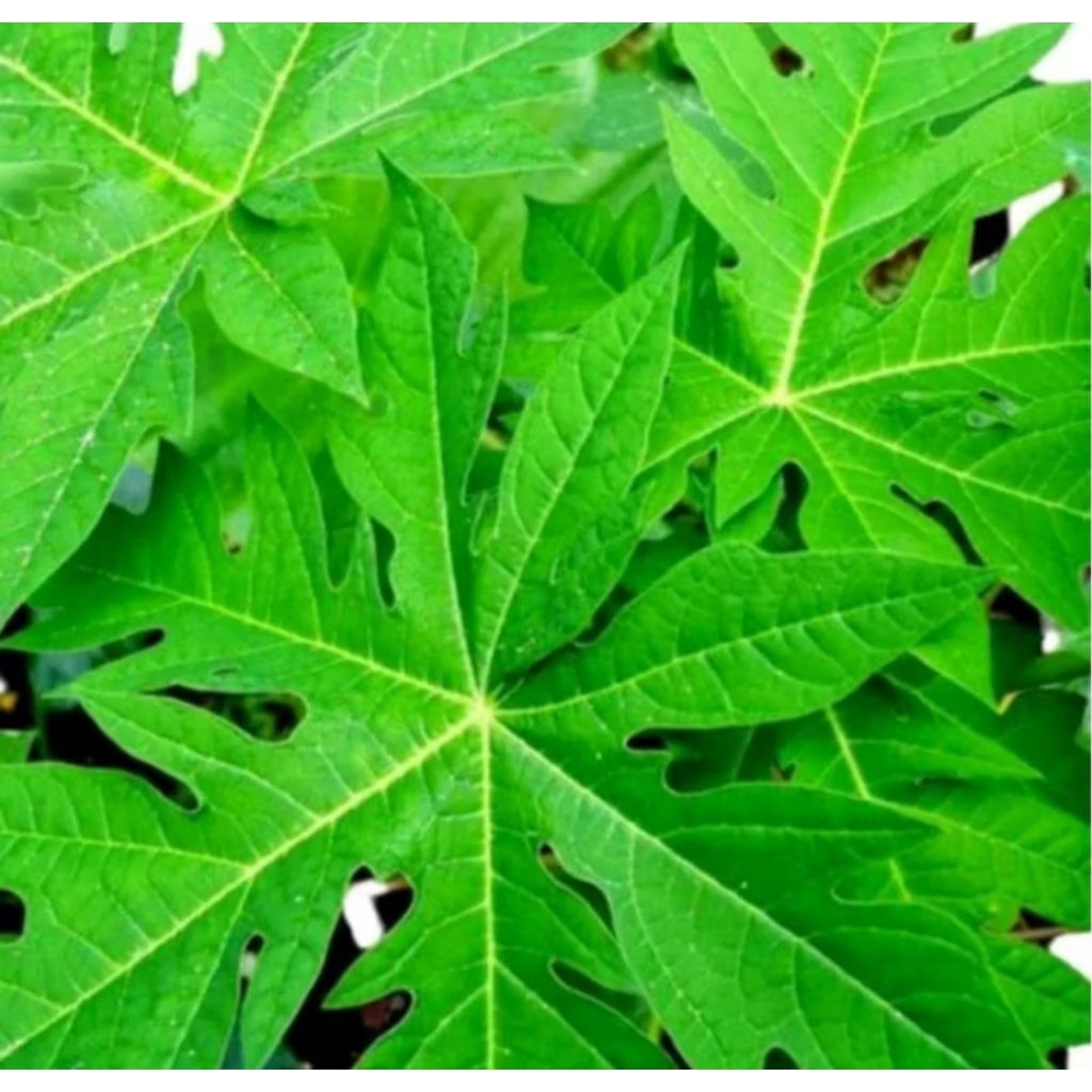 Jual 5 lembar Daun pepaya petik segar buat sayur dan kesehatan | Shopee ...