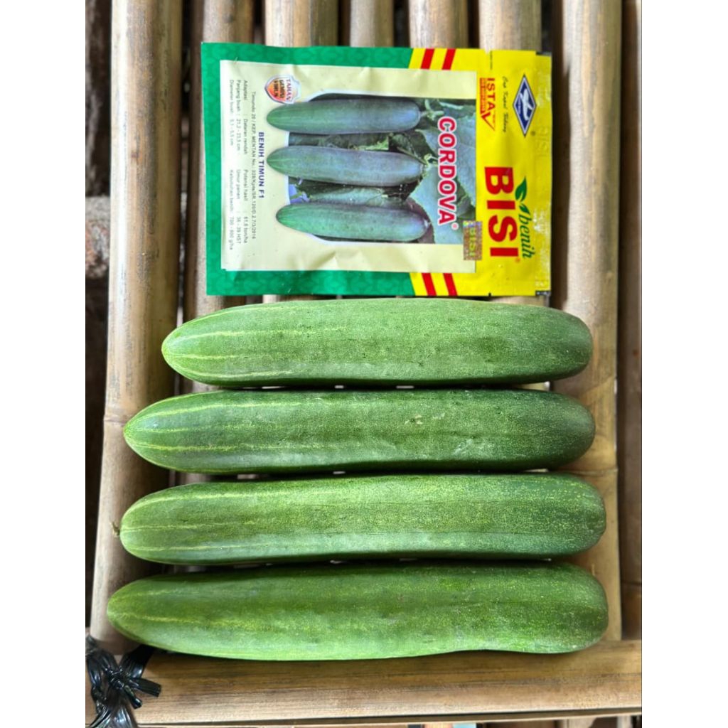 Jual BENIH TIMUN CORDOVA F1 20 GRAM BISI CAP KAPAL TERBANG | Shopee ...