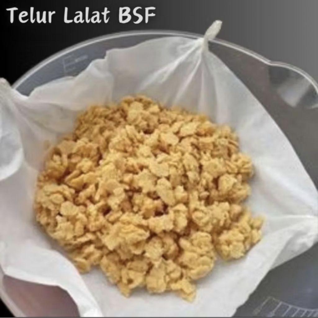 Jual Telur Maggot Fresh Bibit Unggul 5g | Shopee Indonesia