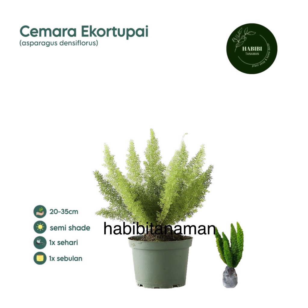 Jual Tanaman Hias indor Cemara ekortupai / asparagus densiflorus ...