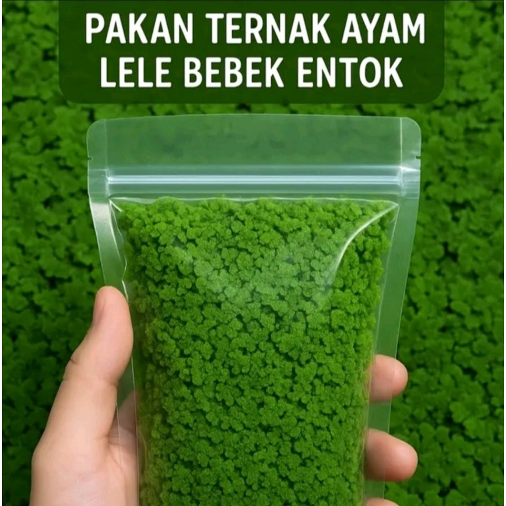Jual BIBIT AZOLLA MICROPHYLLA UNTUK PAKAN TERNAK, IKAN, PUPUK | Shopee ...
