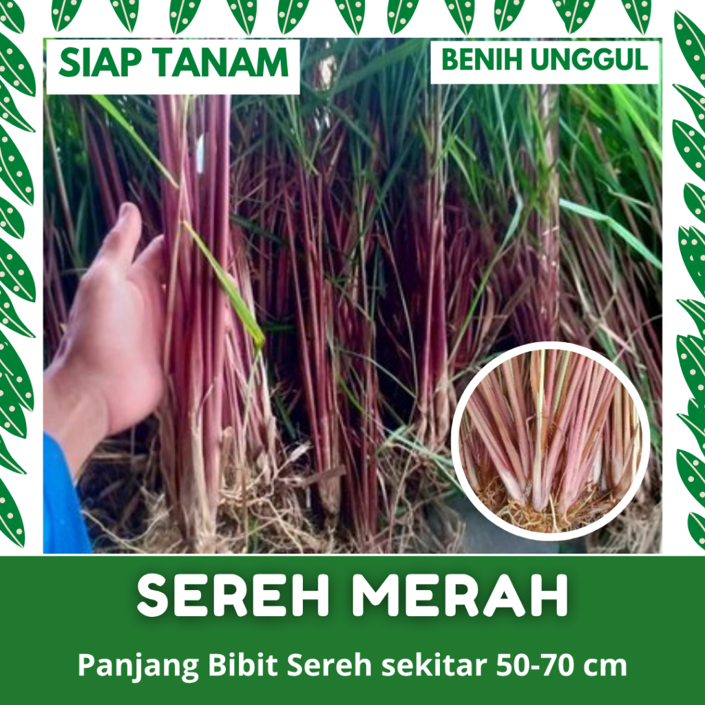 Jual (10 BATANG) BIBIT SEMAI SEREH MERAH SERAI SIAP TANAM UNGGULAN ...