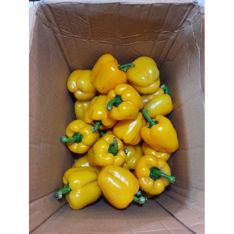 Jual Paprika Kuning Segar 250 gram | Shopee Indonesia