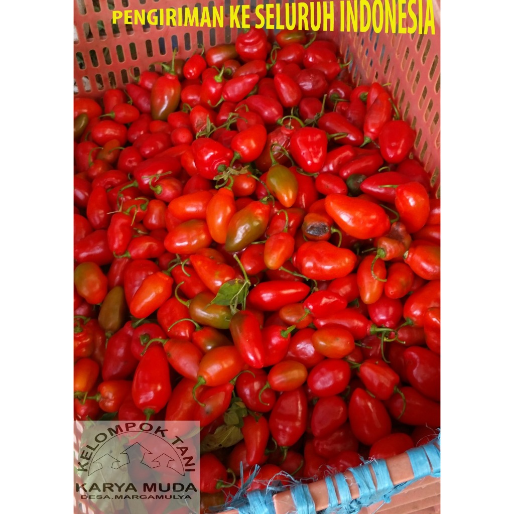 Jual CABE GENDOT MERAH 250GR / CABE BENDOT MERAH 250GR FRESH BANDUNG ...