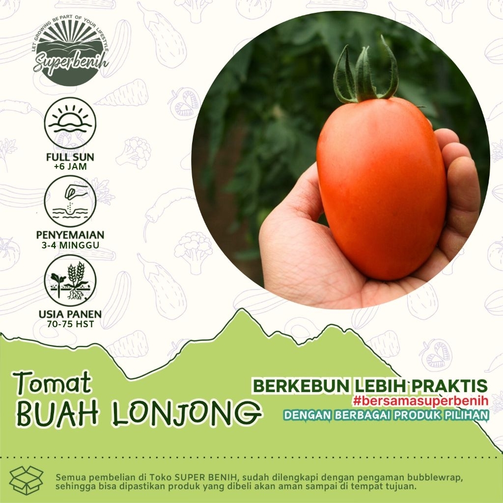 Jual 10 Biji - Benih TOMAT BUAH LONJONG hibrida, buah besar, lebat ...