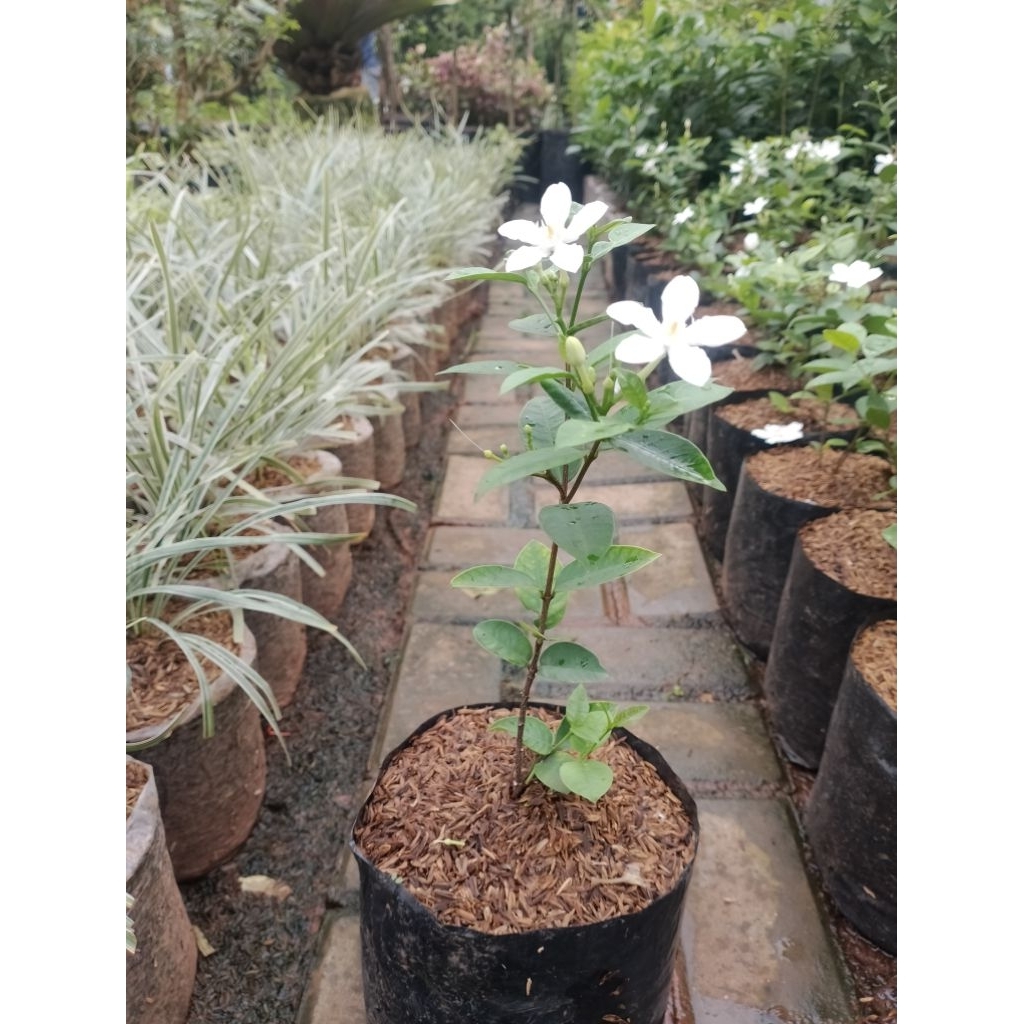 Jual Melati Jasmine | Bunga melati Jasmine sudah berbunga | Melati ...