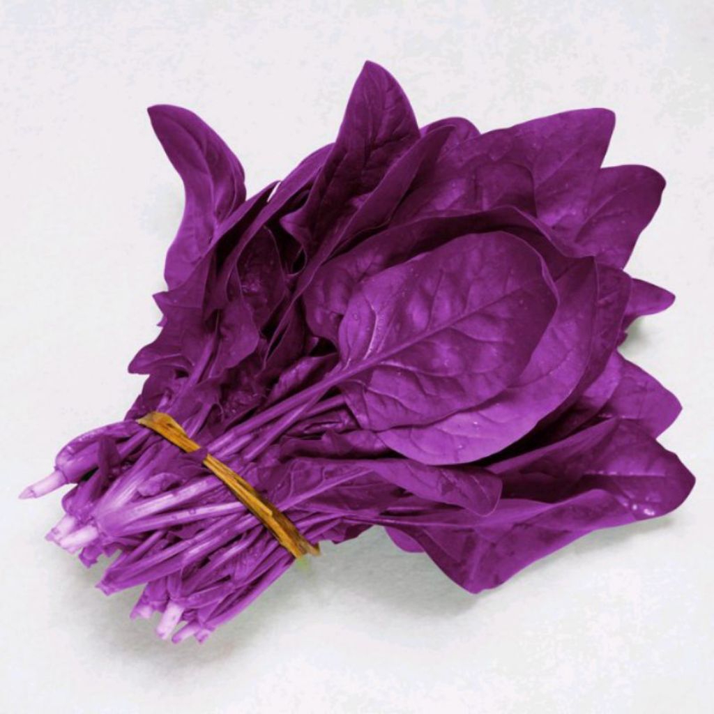 Jual BENIH/BIJI BAYAM JEPANG HORENZO UNGU (KEMASAN 5 GRAM) | Shopee ...